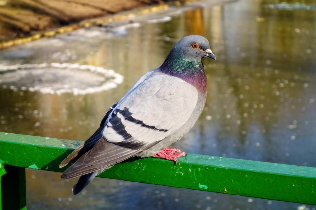 Bird Pest Control Sydney | Bird Removal Sydney | Call Now